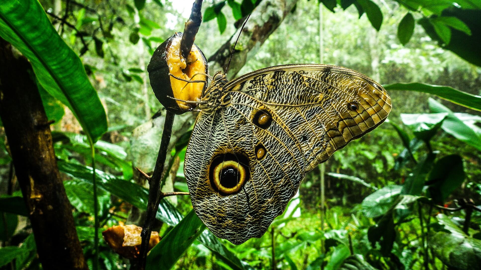FAQ - Préparer son voyage en Amazonie - Amazonia Wild Experience